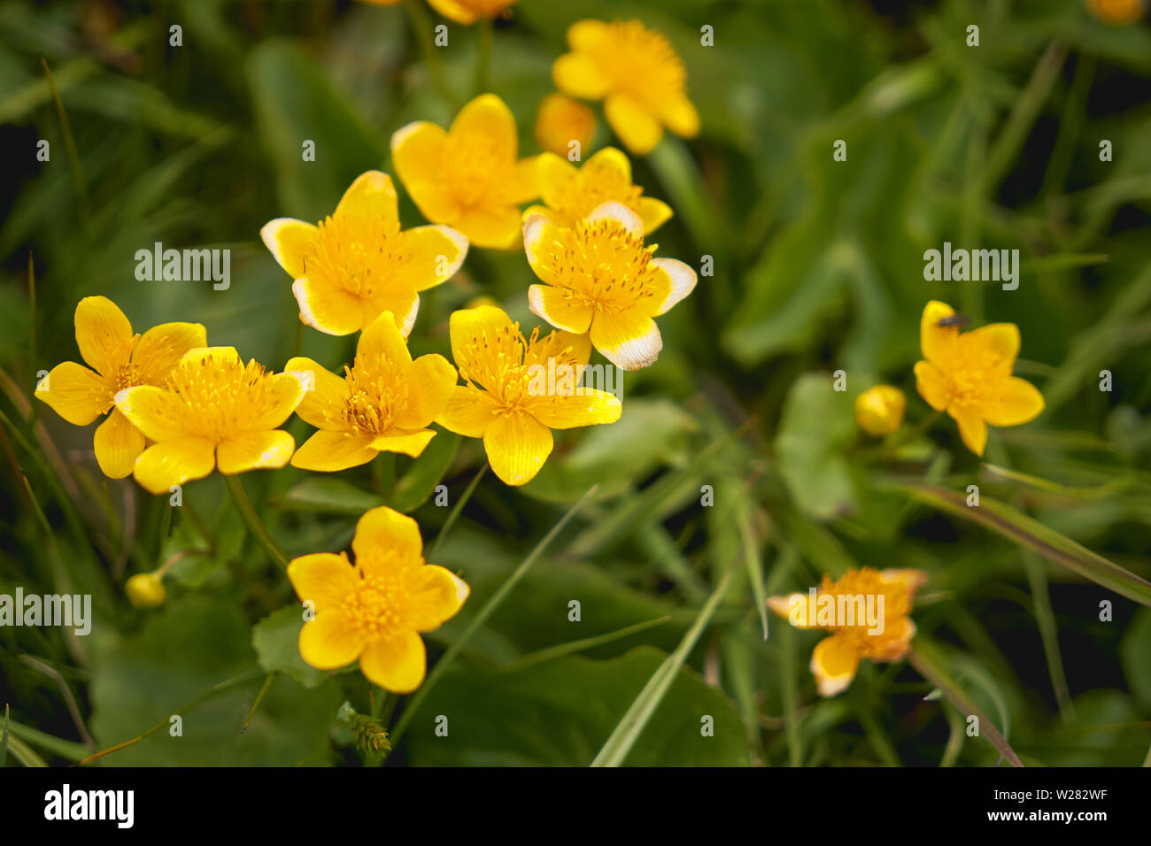 Yellow buttercup field closeup hi-res stock photography and images - Alamy