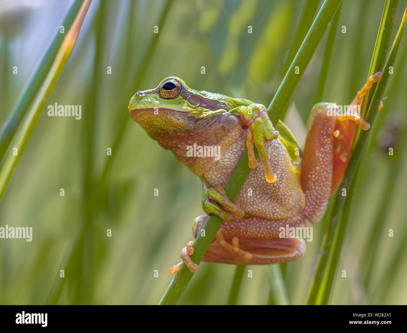 Common toad rush hi-res stock photography and images - Alamy