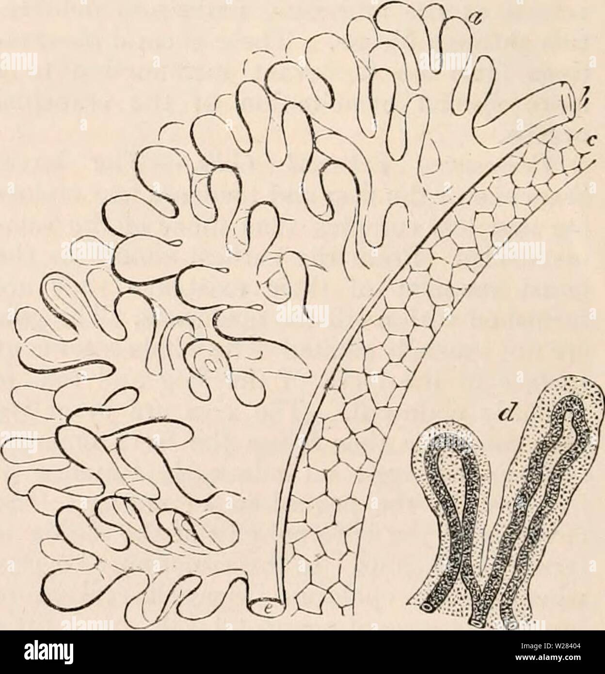 Ciliary cell hi-res stock photography and images - Alamy
