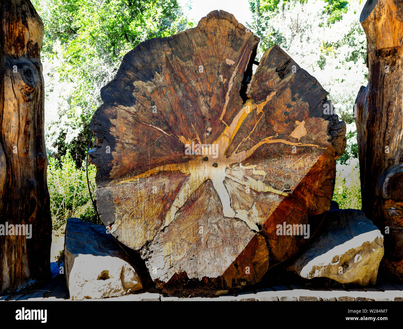 Rings of a large tree cut in half showing age Stock Photo - Alamy
