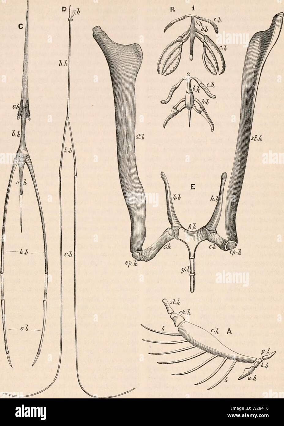 Archive image from page 360 of The cyclopædia of anatomy and. The ...