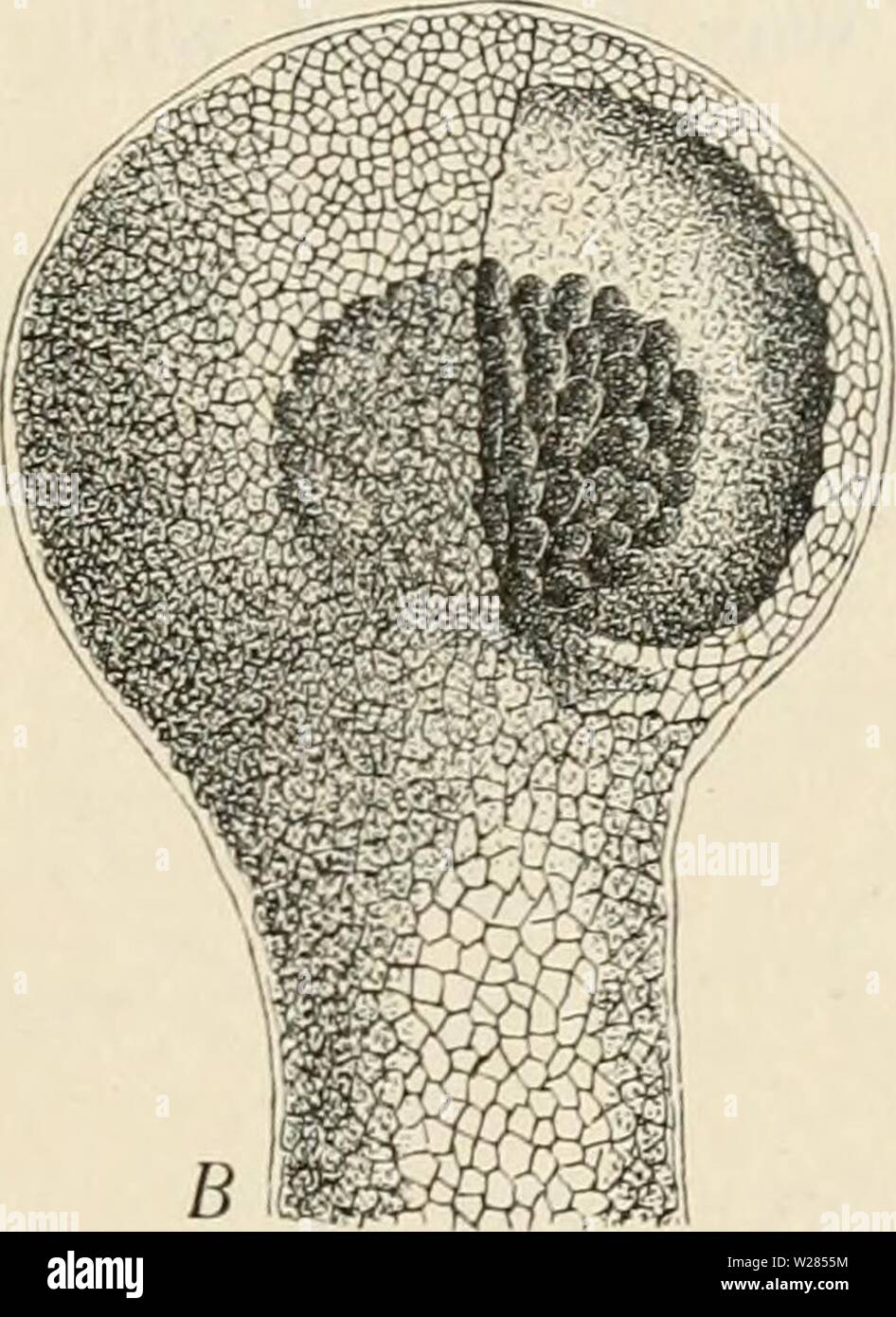 Transverse section stem hi-res stock photography and images - Alamy