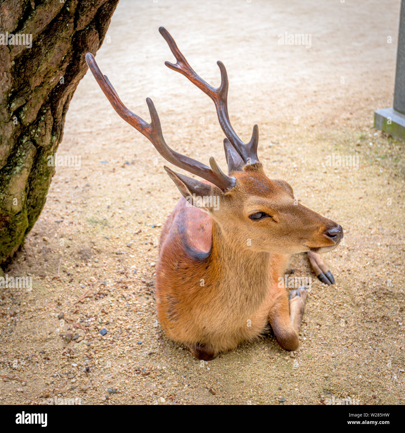 Close up of a wild Japanese deer laying down Stock Photo - Alamy