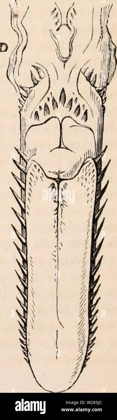 Archive image from page 365 of The cyclopædia of anatomy and. The ...