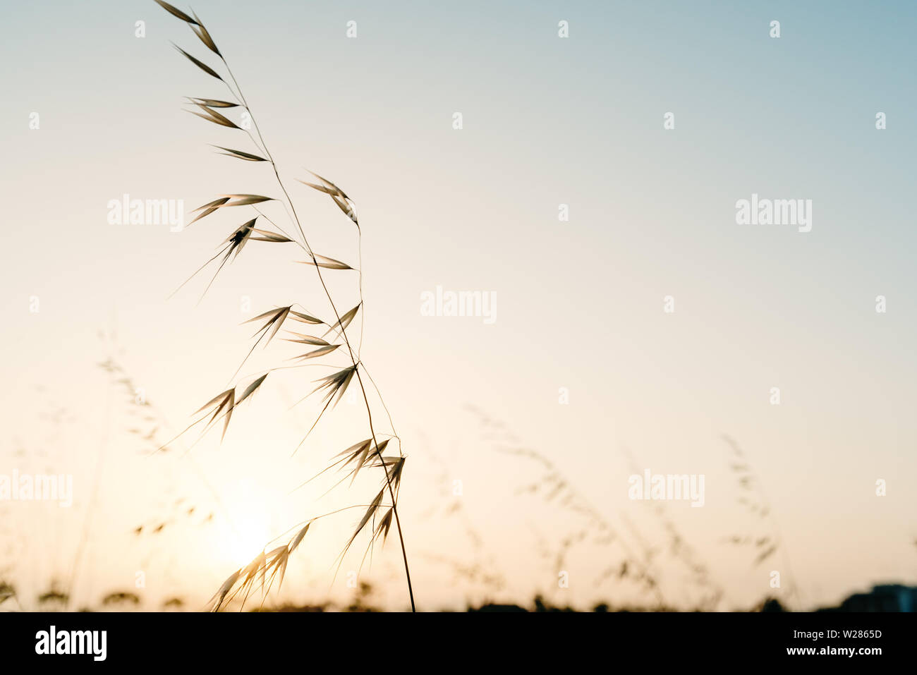Sprigs of dried plants in summer, nature background Stock Photo - Alamy