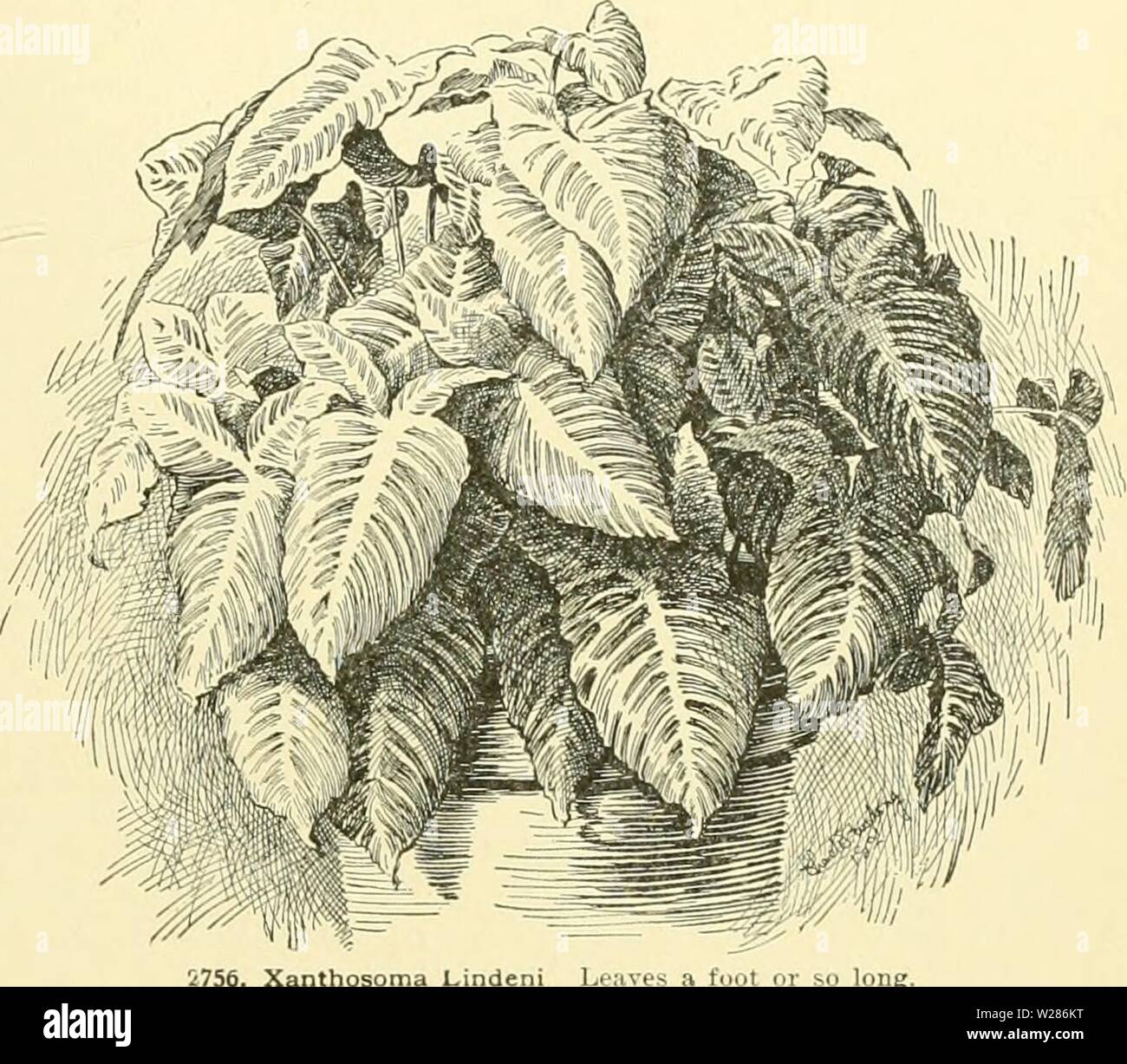 Greek flowers drawing hi-res stock photography and images - Alamy