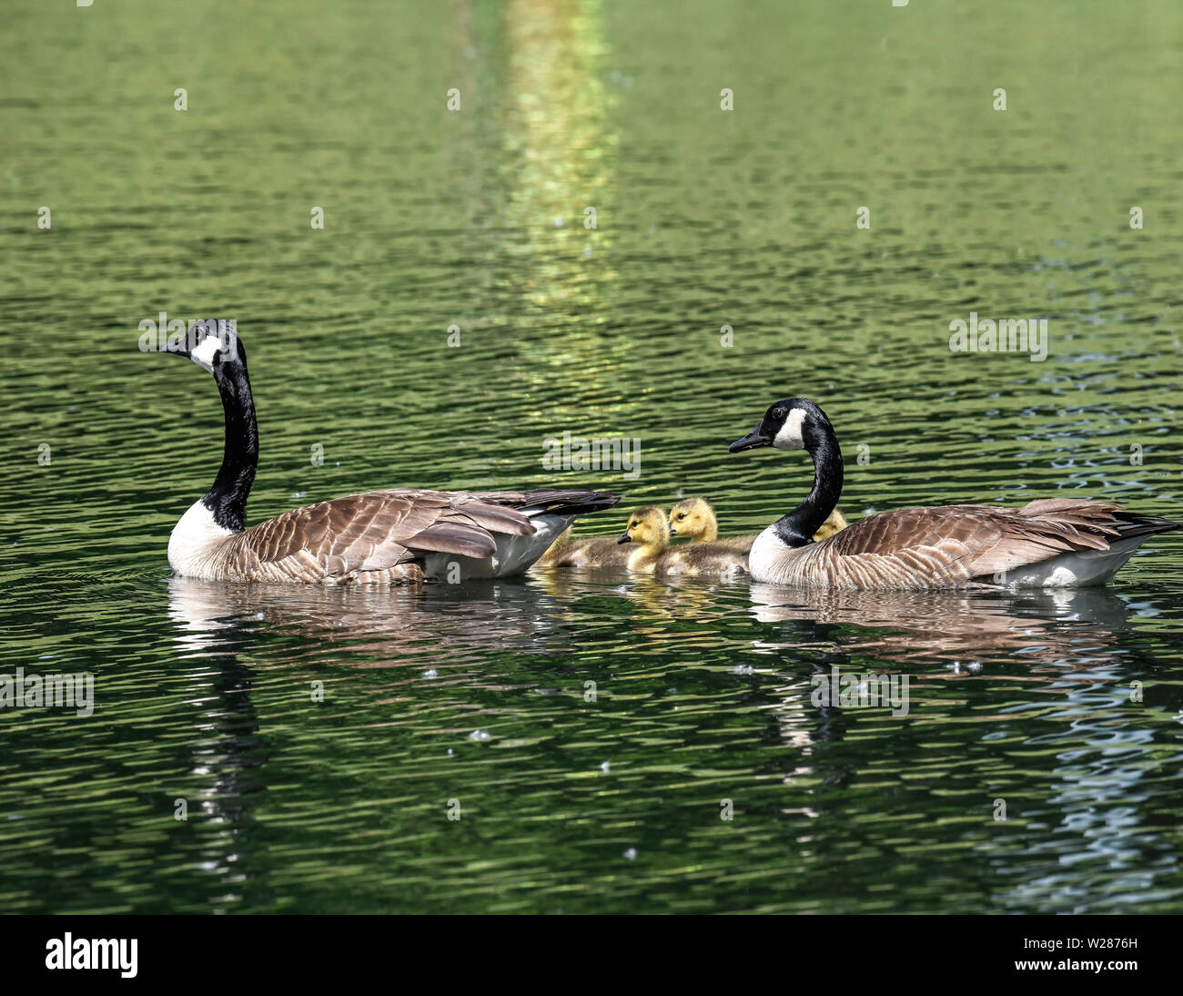 Baby canada geese pond hi-res stock photography and images - Alamy