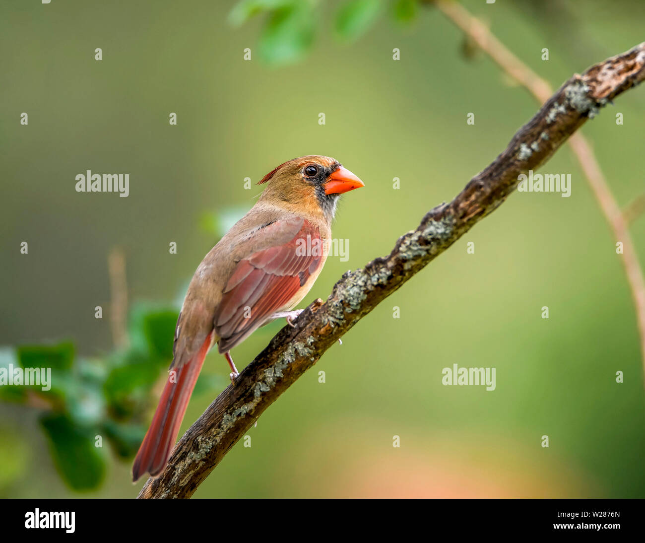 A cardinal sitting on a crape myrtle tree limb Stock Photo - Alamy
