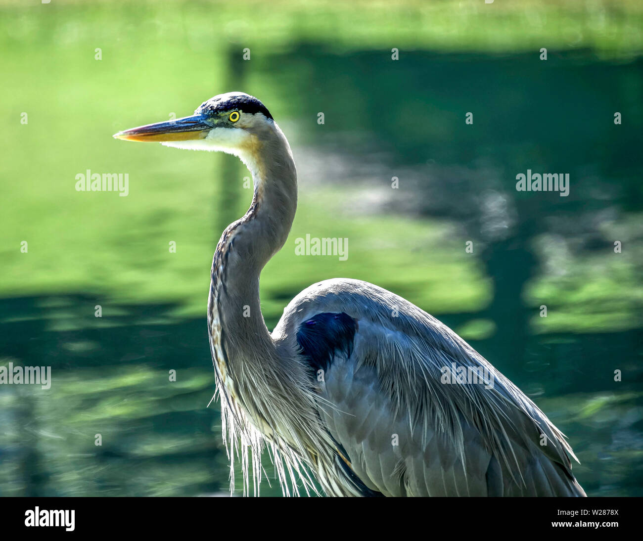 Blue pond heron hi-res stock photography and images - Alamy