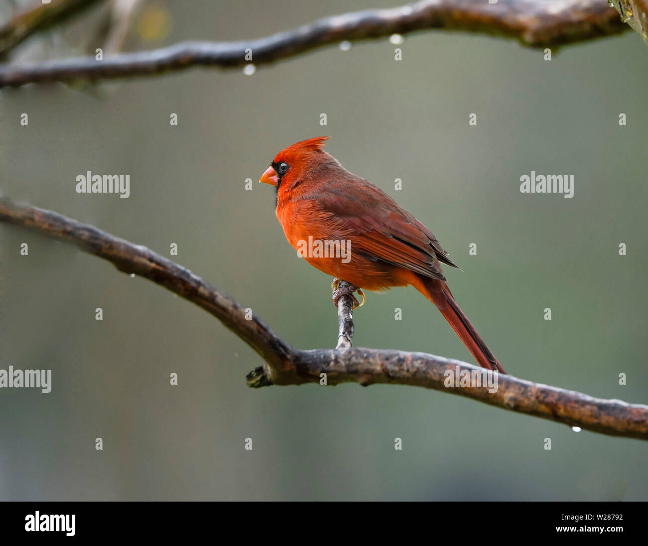 A cardinal sitting on a crape myrtle tree limb Stock Photo - Alamy