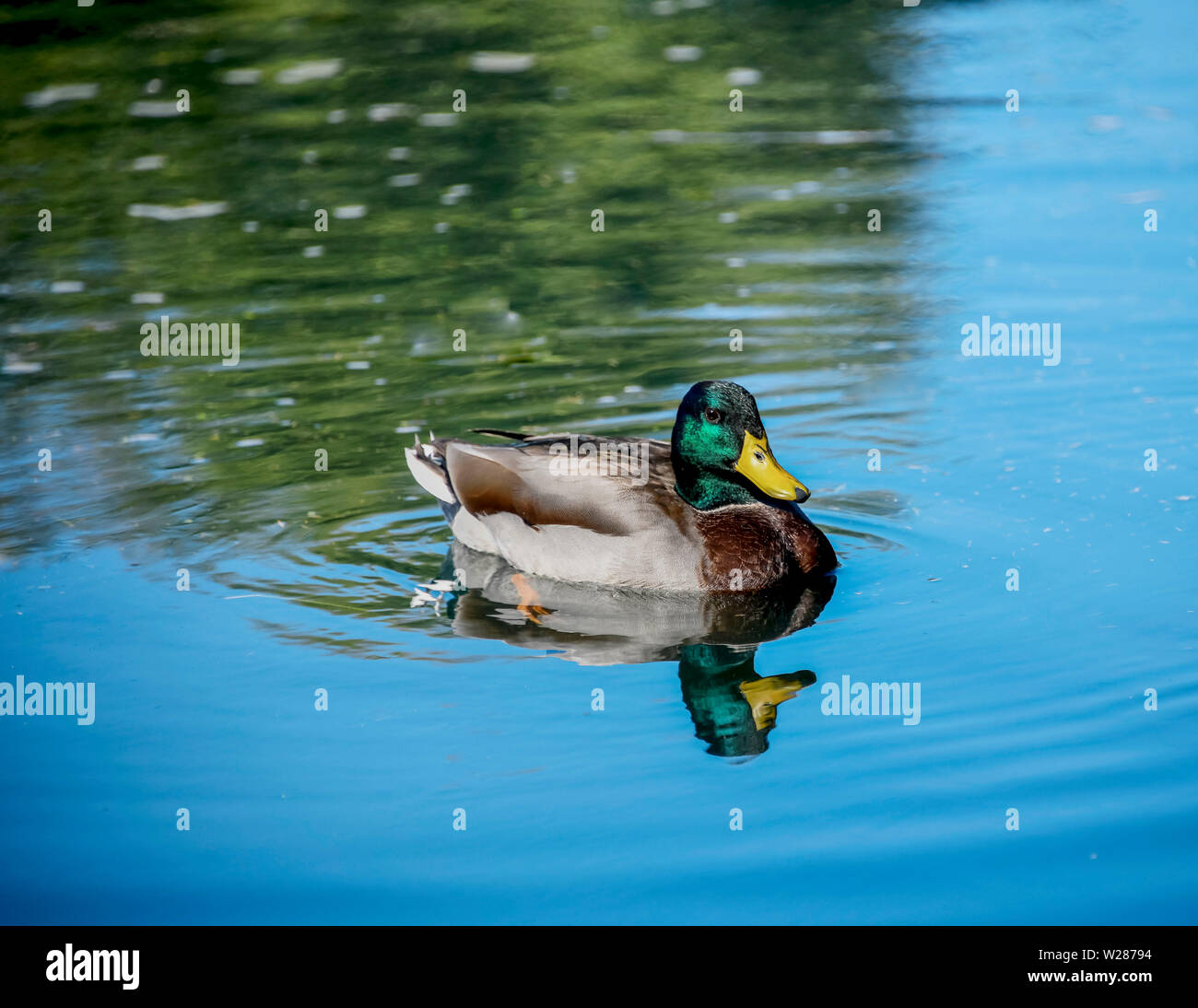 Male and female mallard sitting hi-res stock photography and images - Alamy