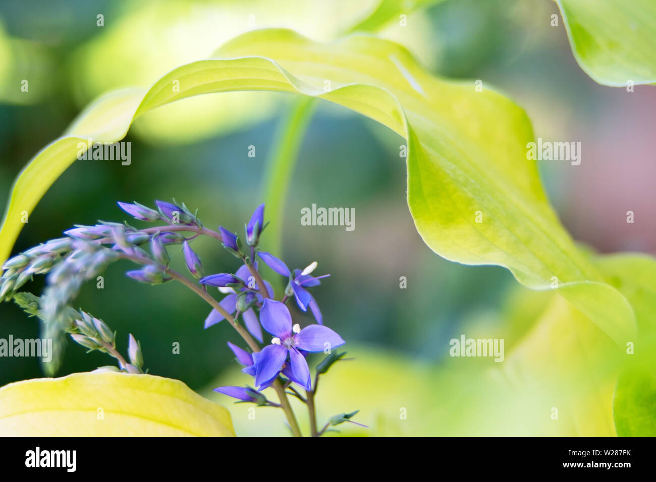 Flowers of Globe Eucalyptus plant contrasting with yellow hosta leaves ...