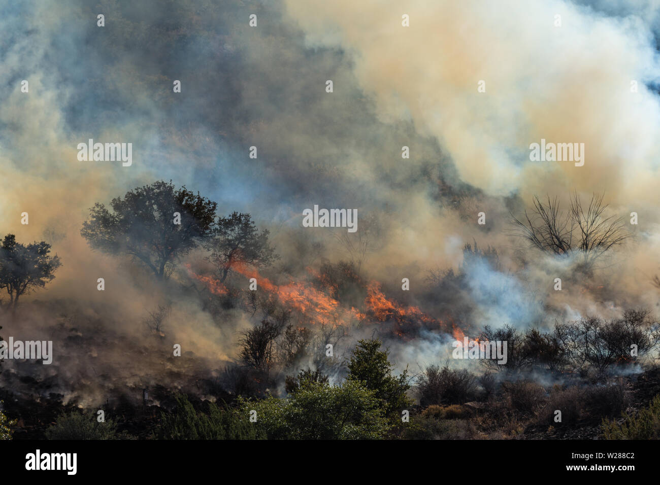 Smoky prescribed burn in juniper oak woodland, Davis Mountains, Texas ...