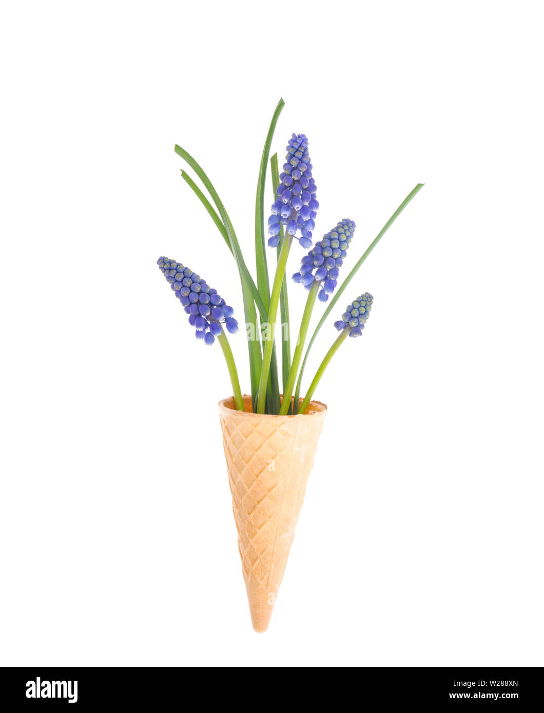 Spring view wild flowers Cut Out Stock Images & Pictures - Alamy