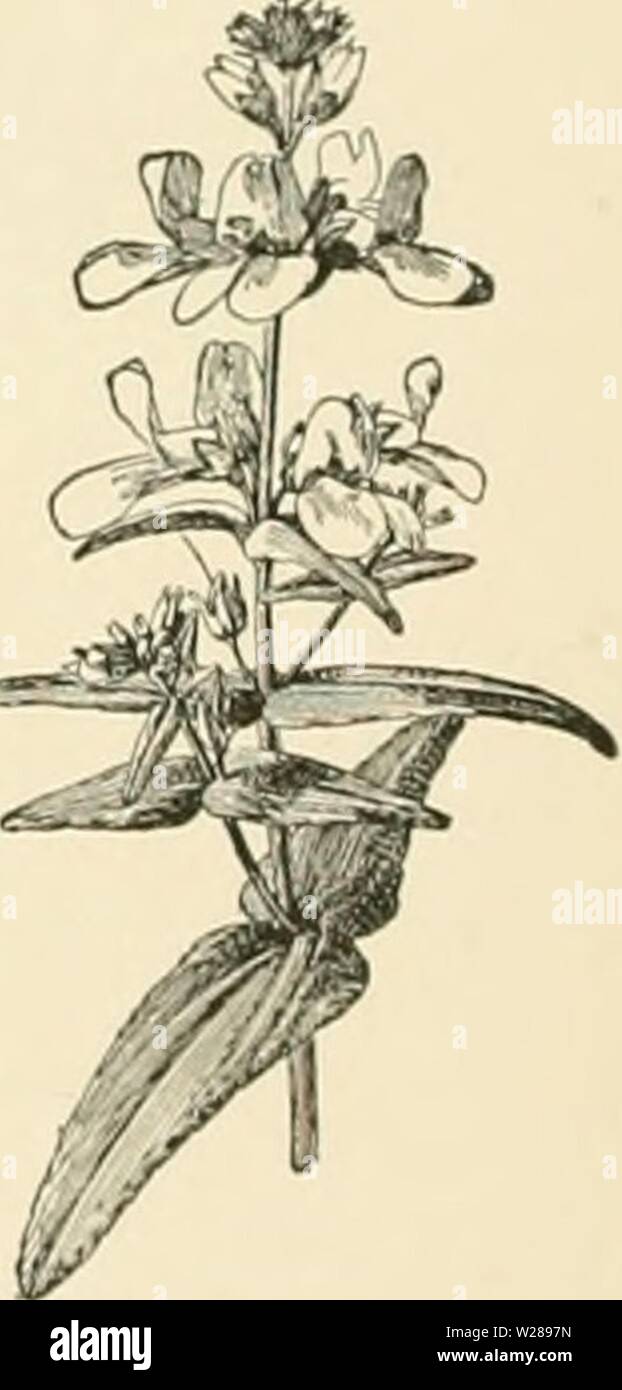 Plants mucus hi-res stock photography and images - Alamy