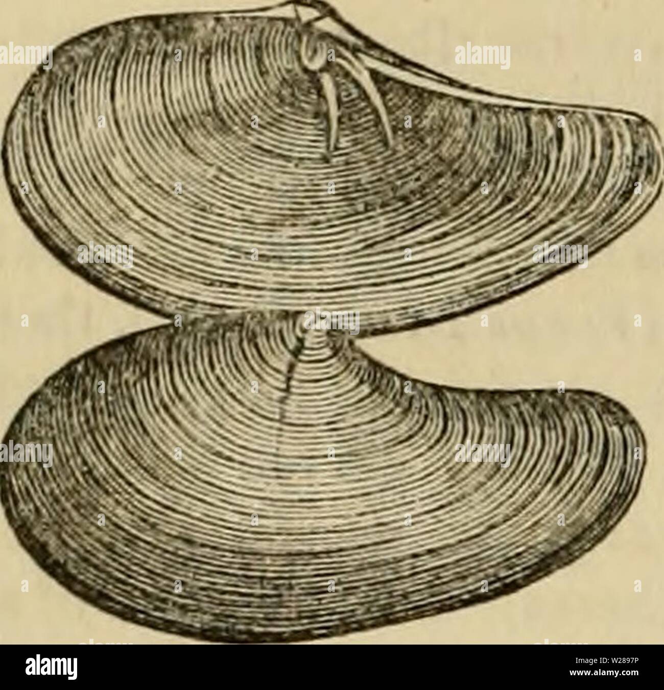 Lamarck shells hi-res stock photography and images - Alamy