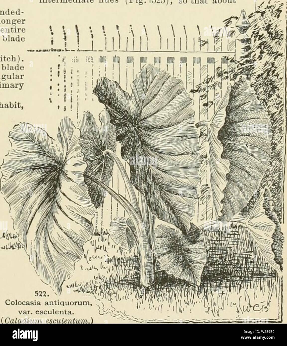 Plants mucus hi-res stock photography and images - Alamy