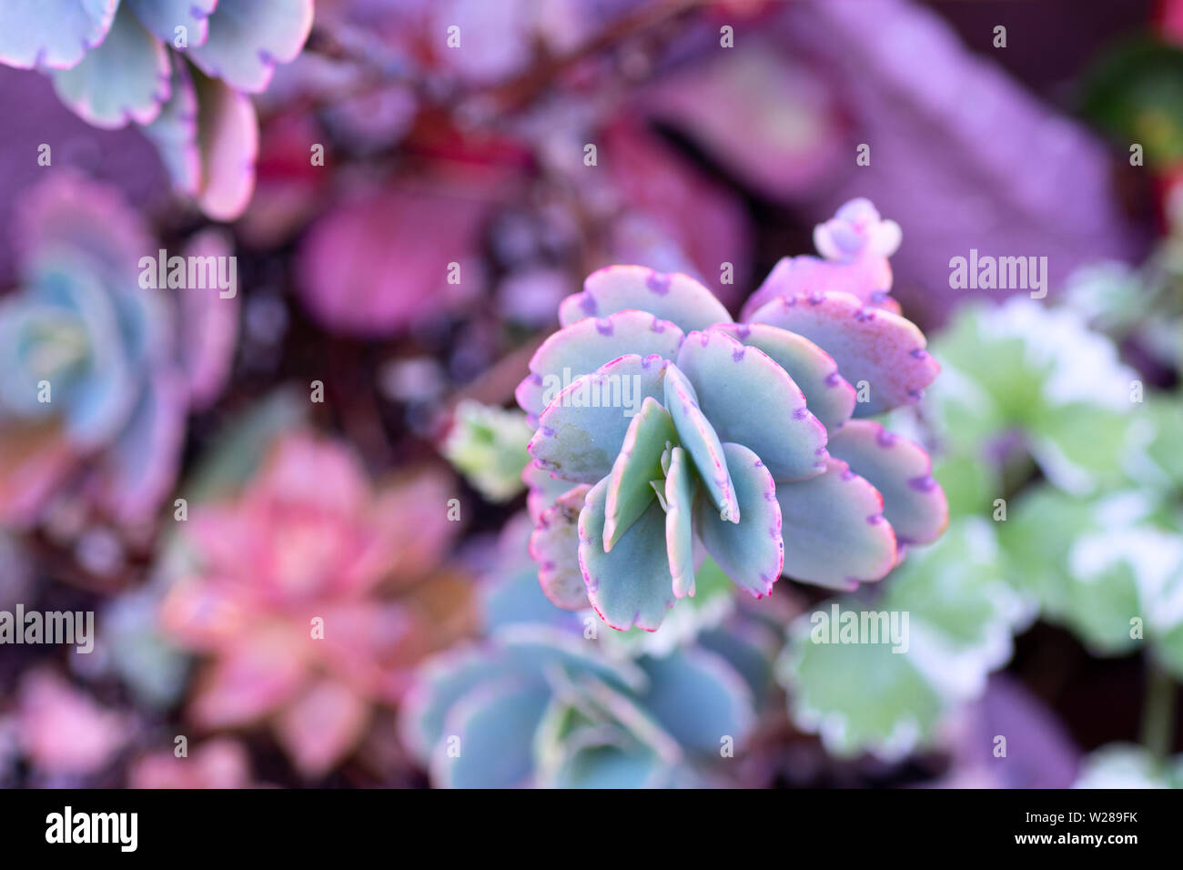 A close up of a succulent plant, common name Lavender scallops Stock ...