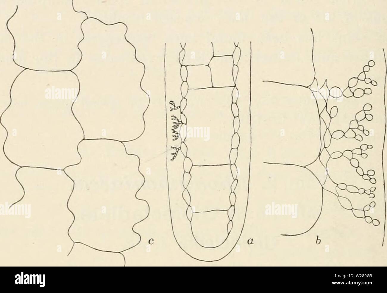 Oval cells hi-res stock photography and images - Alamy