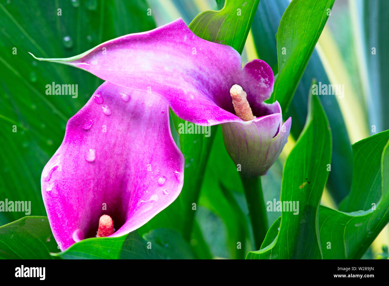 Calla lily with water drops hi-res stock photography and images - Alamy