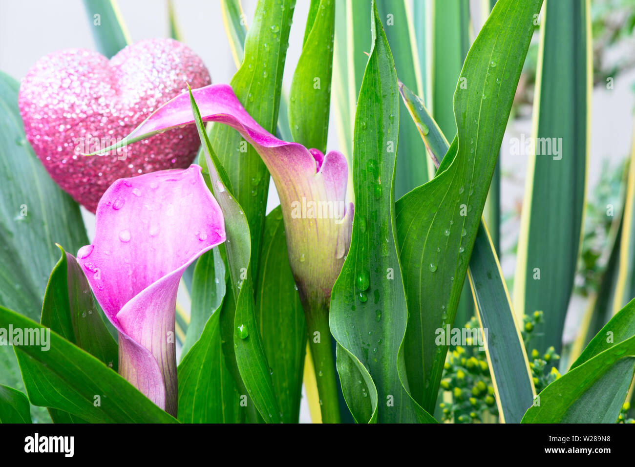 Calla lily with water drops hi-res stock photography and images - Alamy
