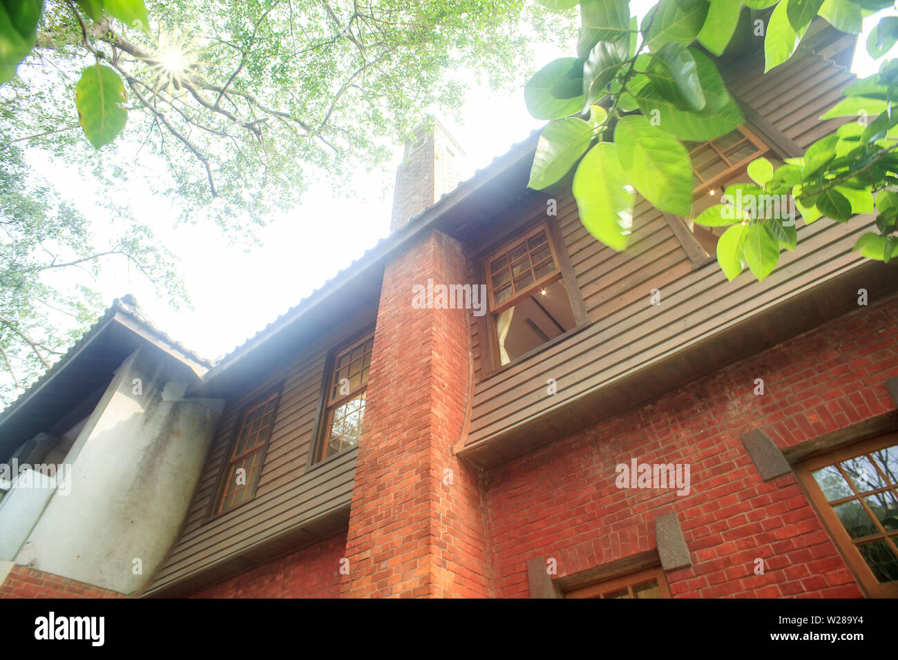 The green leaves of small tree against light wall old house with black ...
