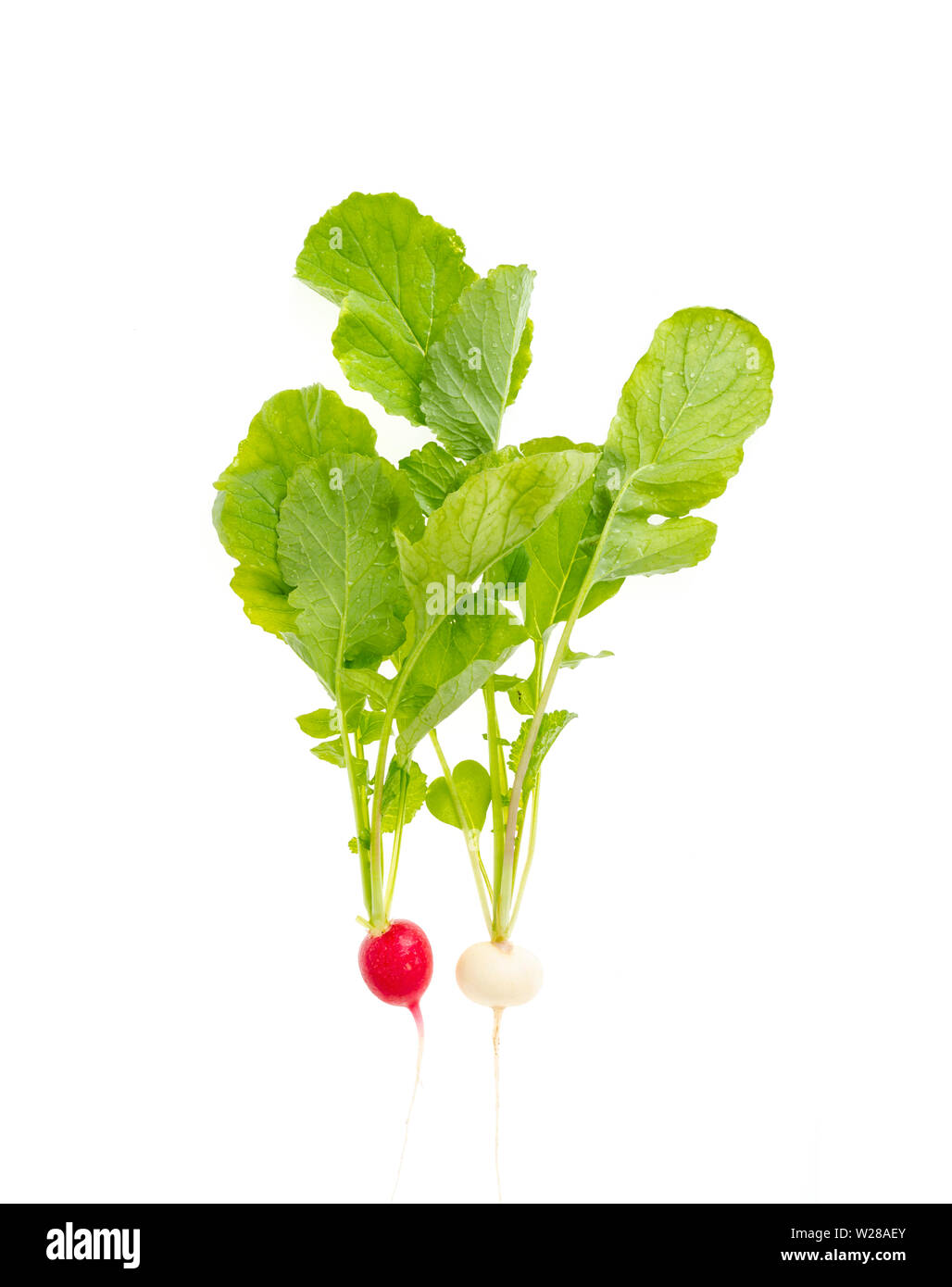 Kitchen garden products Cut Out Stock Images & Pictures - Alamy