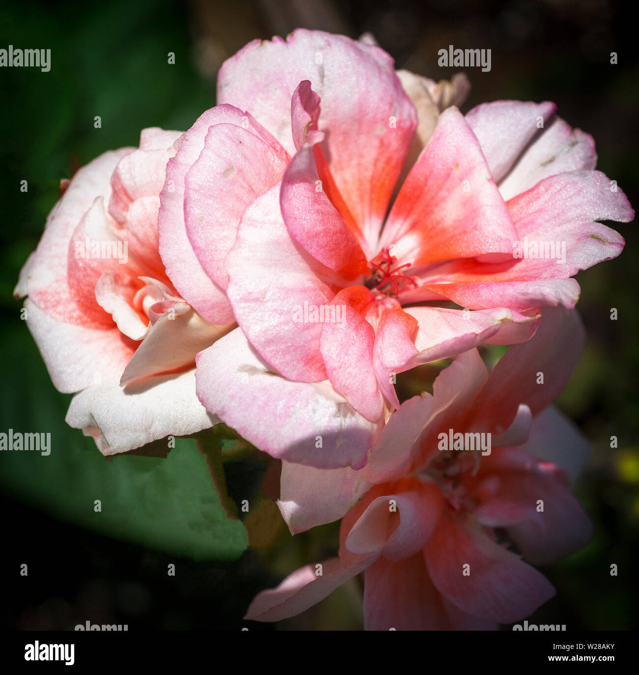 Geranium Calgary Alberta Canada Stock Photo - Alamy