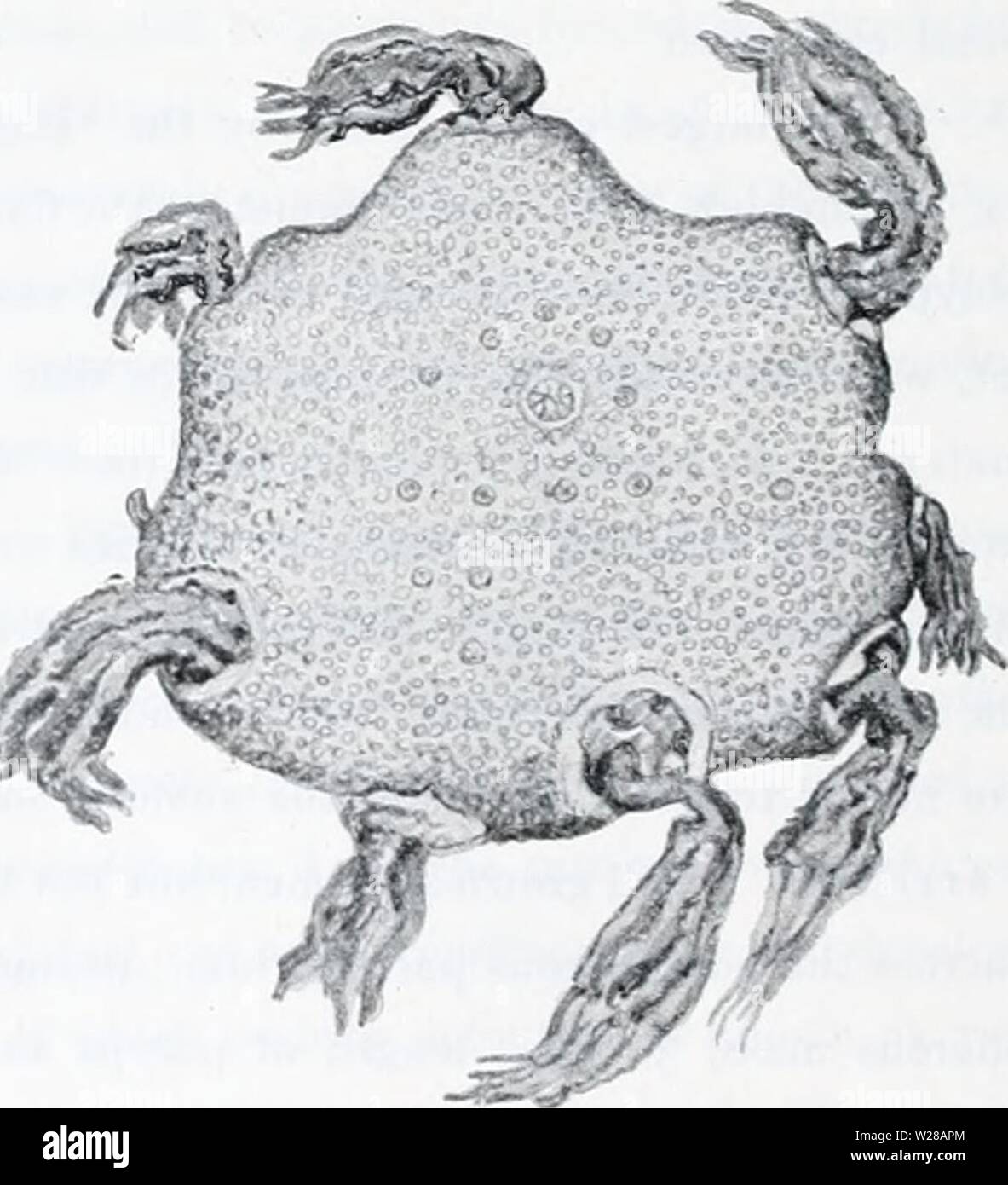 Colony of polypes hi-res stock photography and images - Alamy