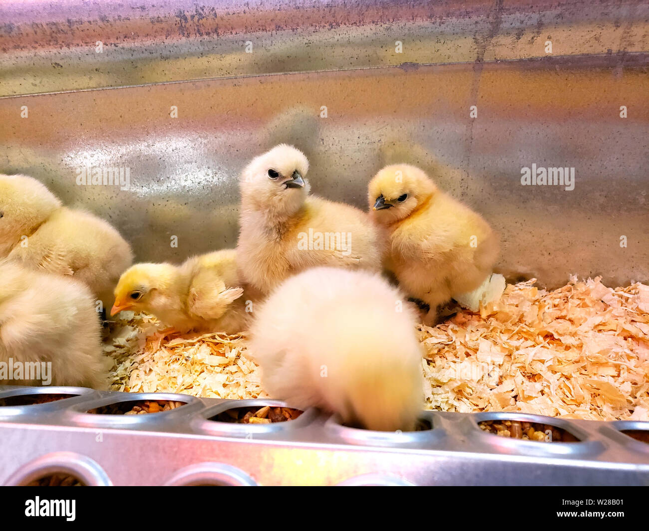 Petting zoo chicken hi-res stock photography and images - Alamy