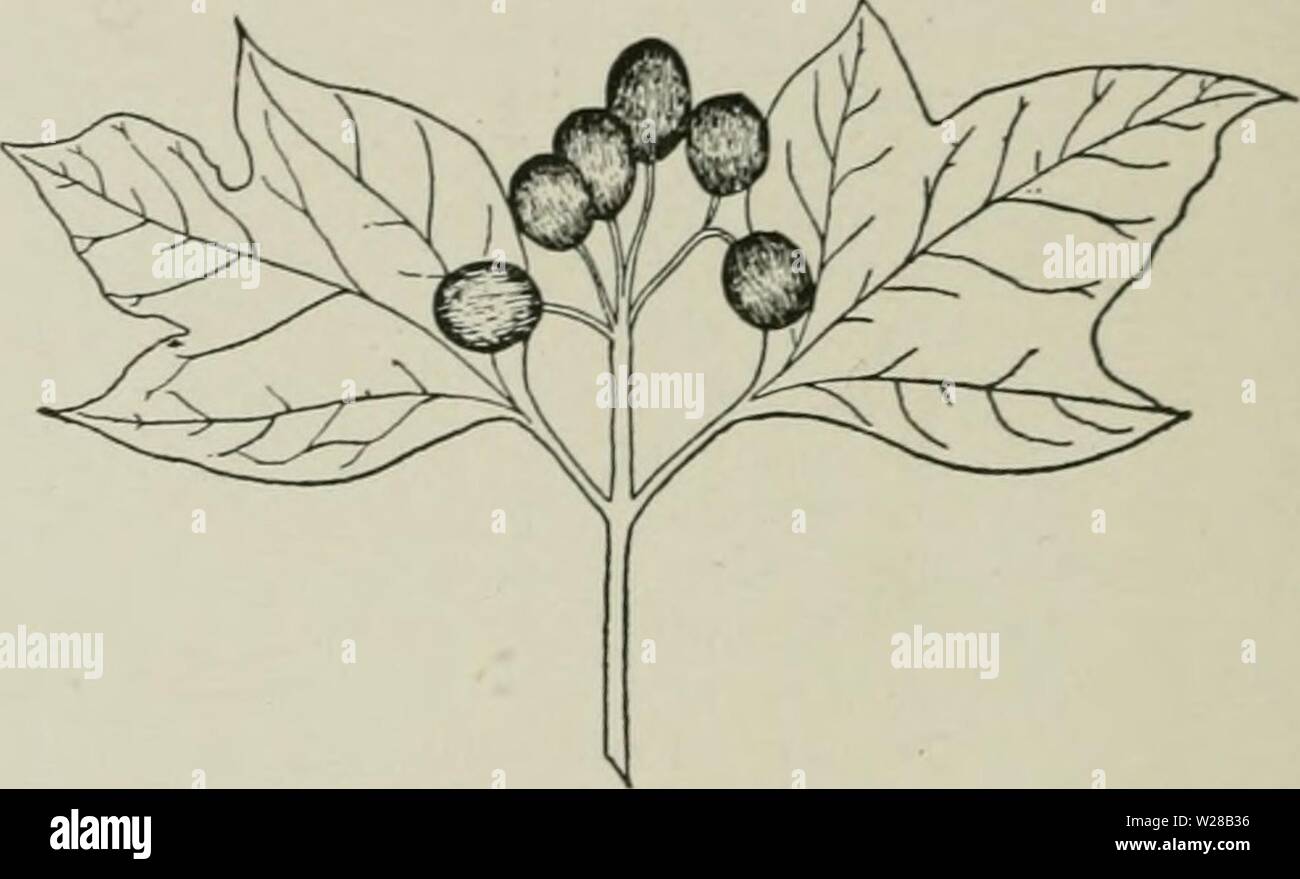 Cranberry bush drawing hi-res stock photography and images - Alamy