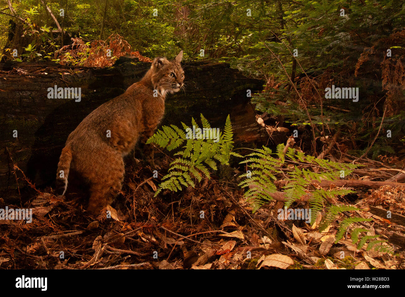 Bobcat california hi-res stock photography and images - Alamy