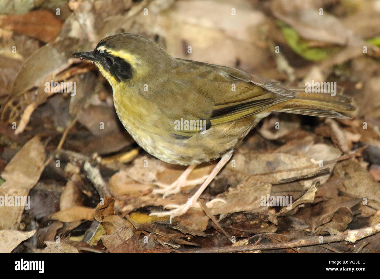 A Yellow-throated Scrub Wren pausing in a forest Stock Photo - Alamy