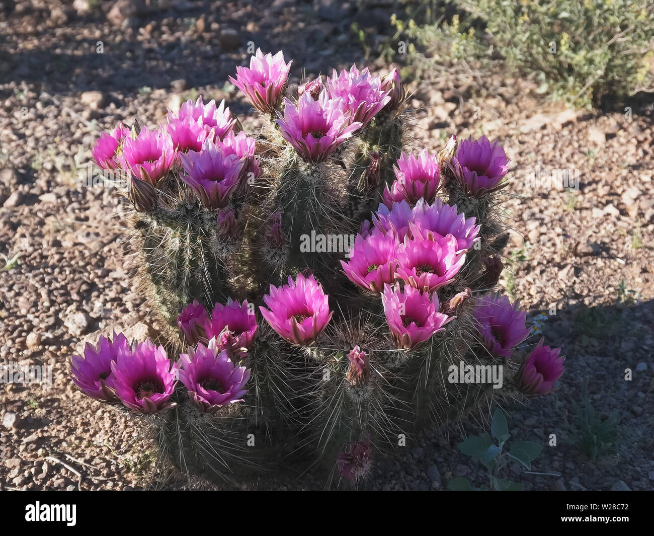 wide shot of a strawberry hedgehog cactus Stock Photo - Alamy