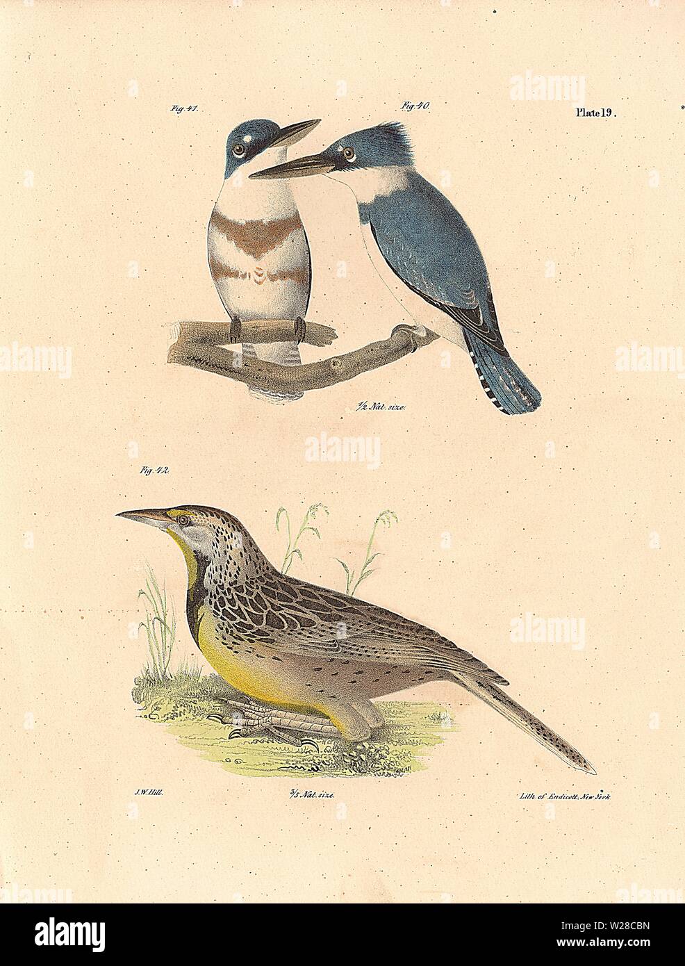 XXX - James De Kay, Birds of New York Stock Photo - Alamy