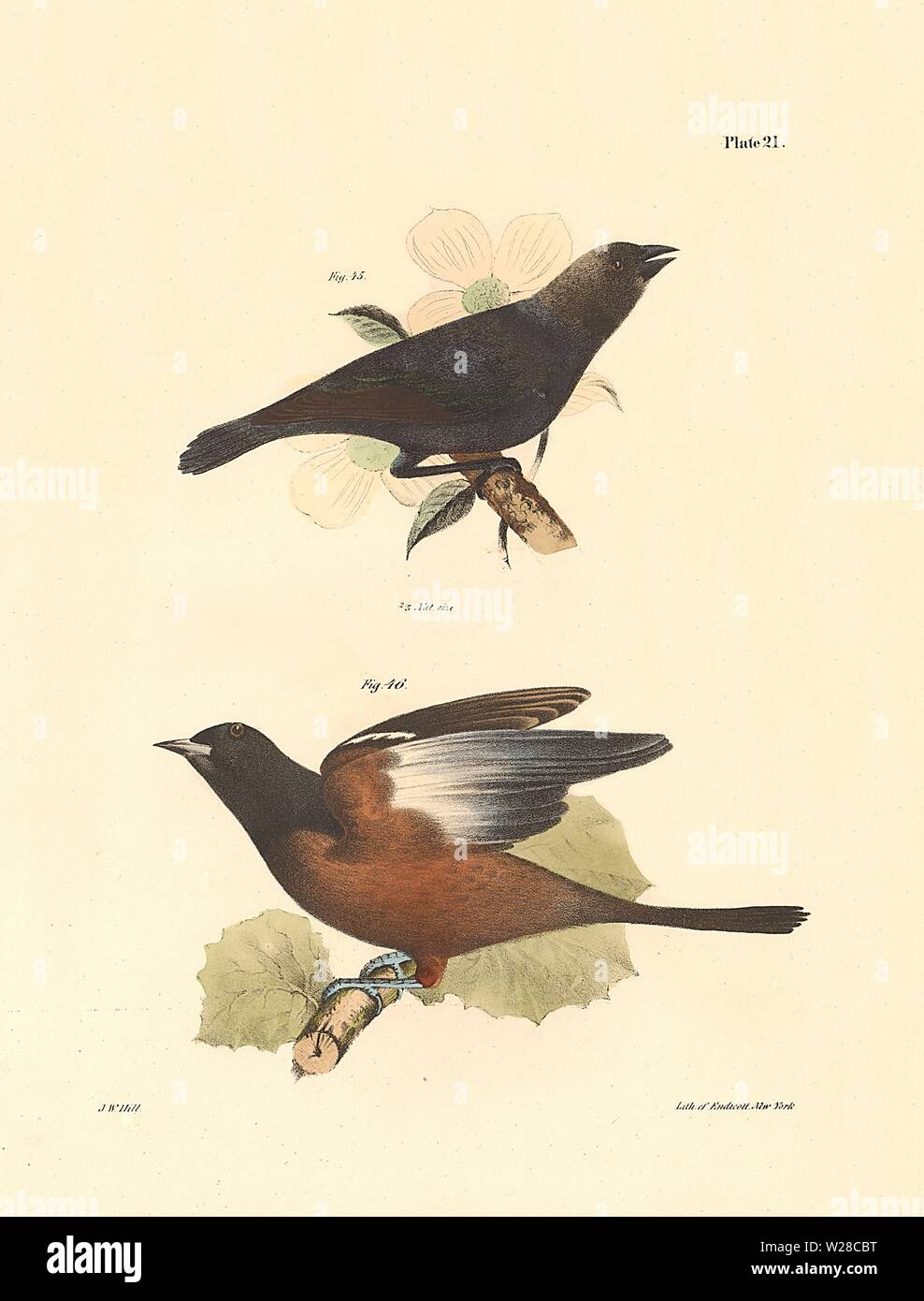 XXX - James De Kay, Birds of New York Stock Photo - Alamy