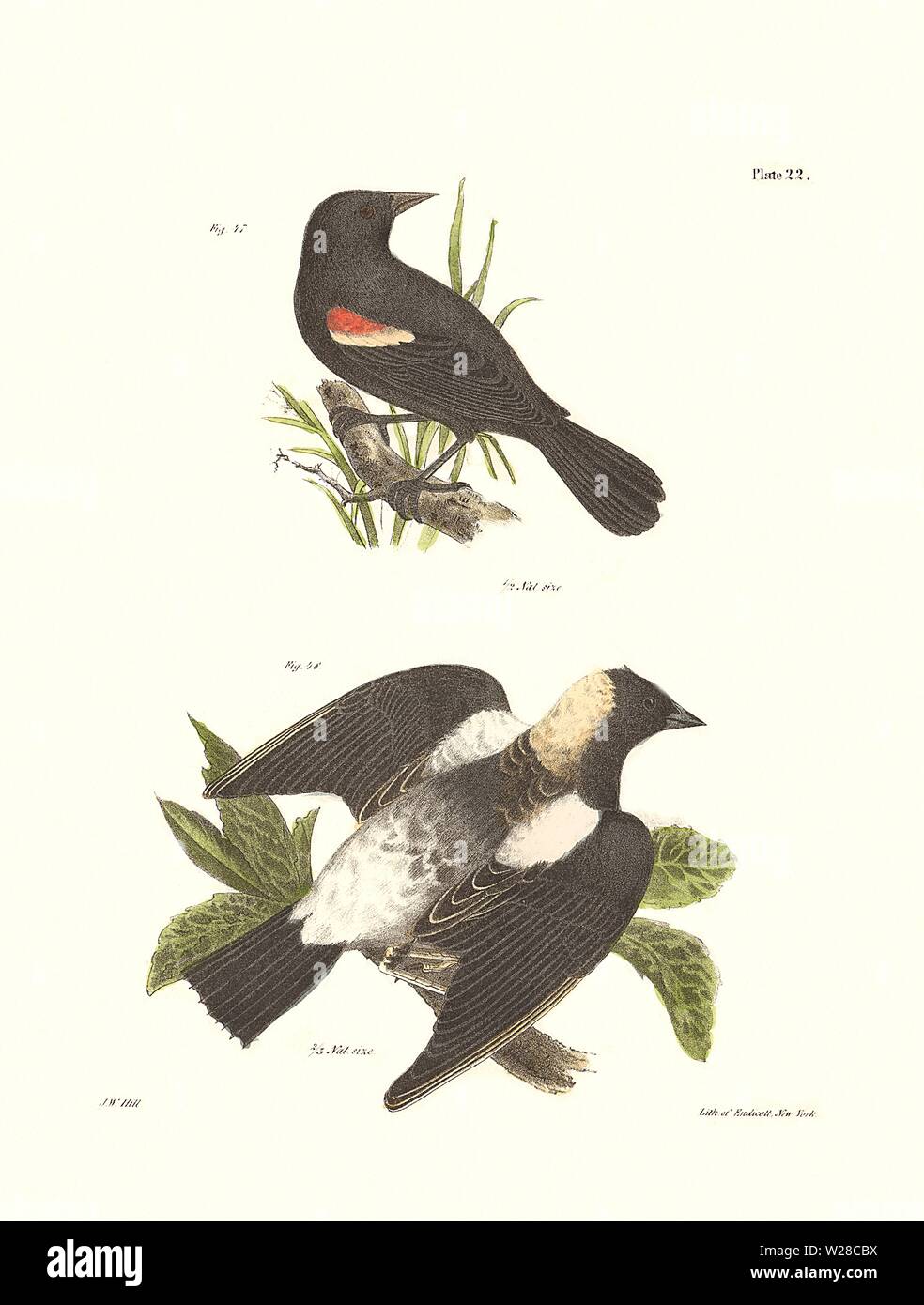 XXX - James De Kay, Birds of New York Stock Photo - Alamy