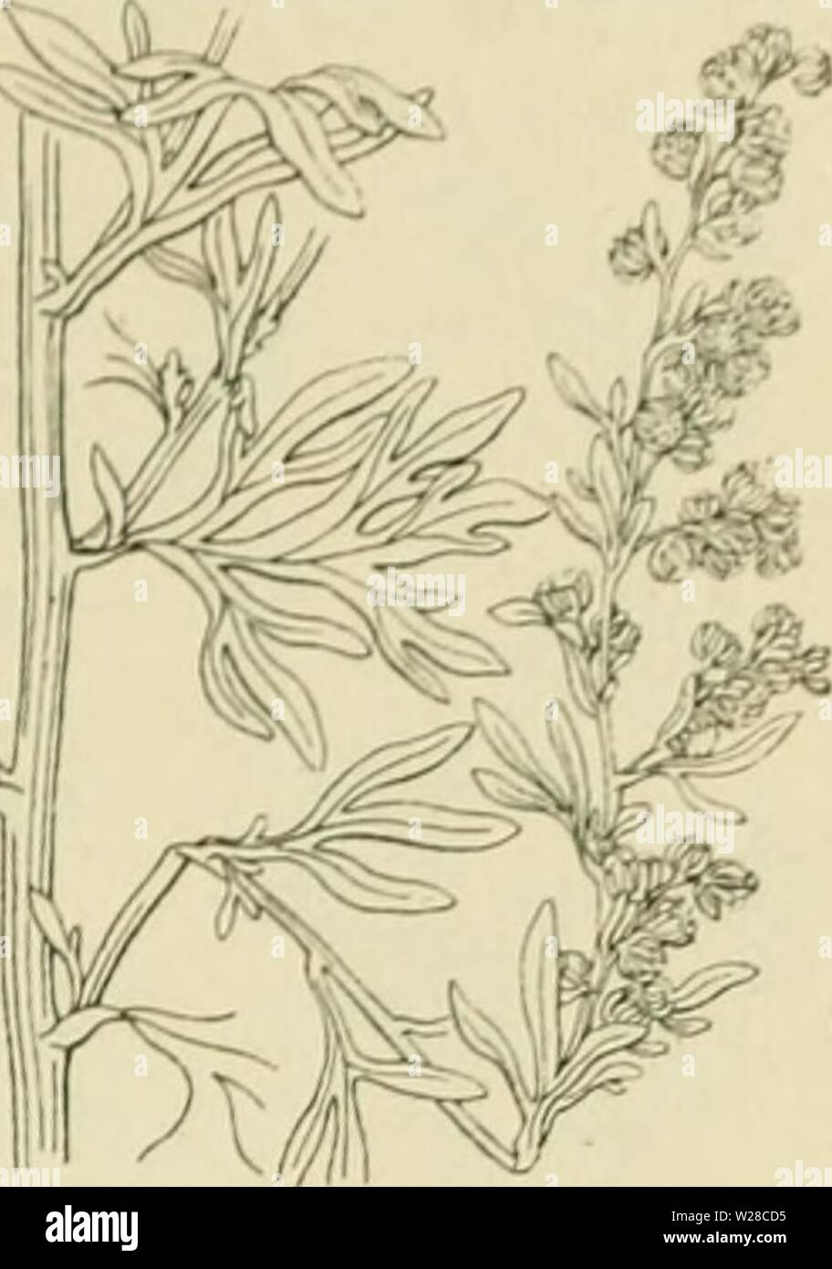Artemisia absinthium drawing hi-res stock photography and images - Alamy