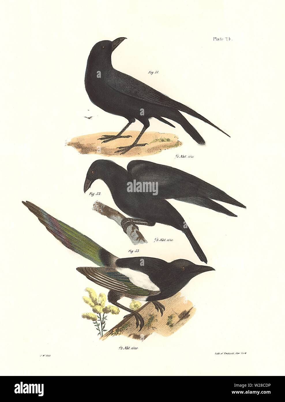 XXX - James De Kay, Birds of New York Stock Photo - Alamy