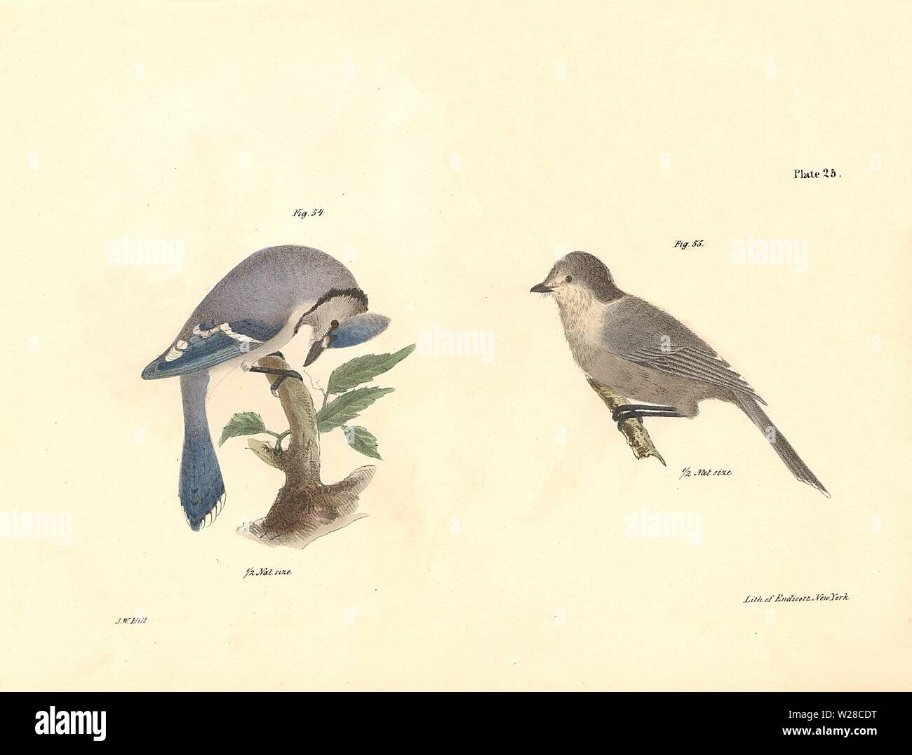 XXX - James De Kay, Birds of New York Stock Photo - Alamy