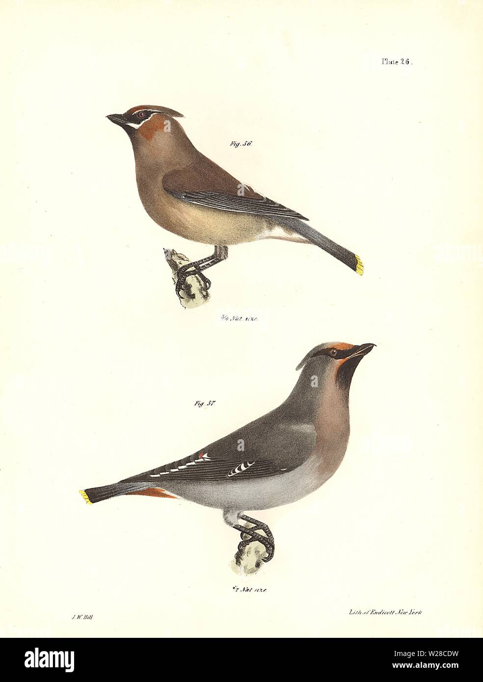 XXX - James De Kay, Birds of New York Stock Photo - Alamy