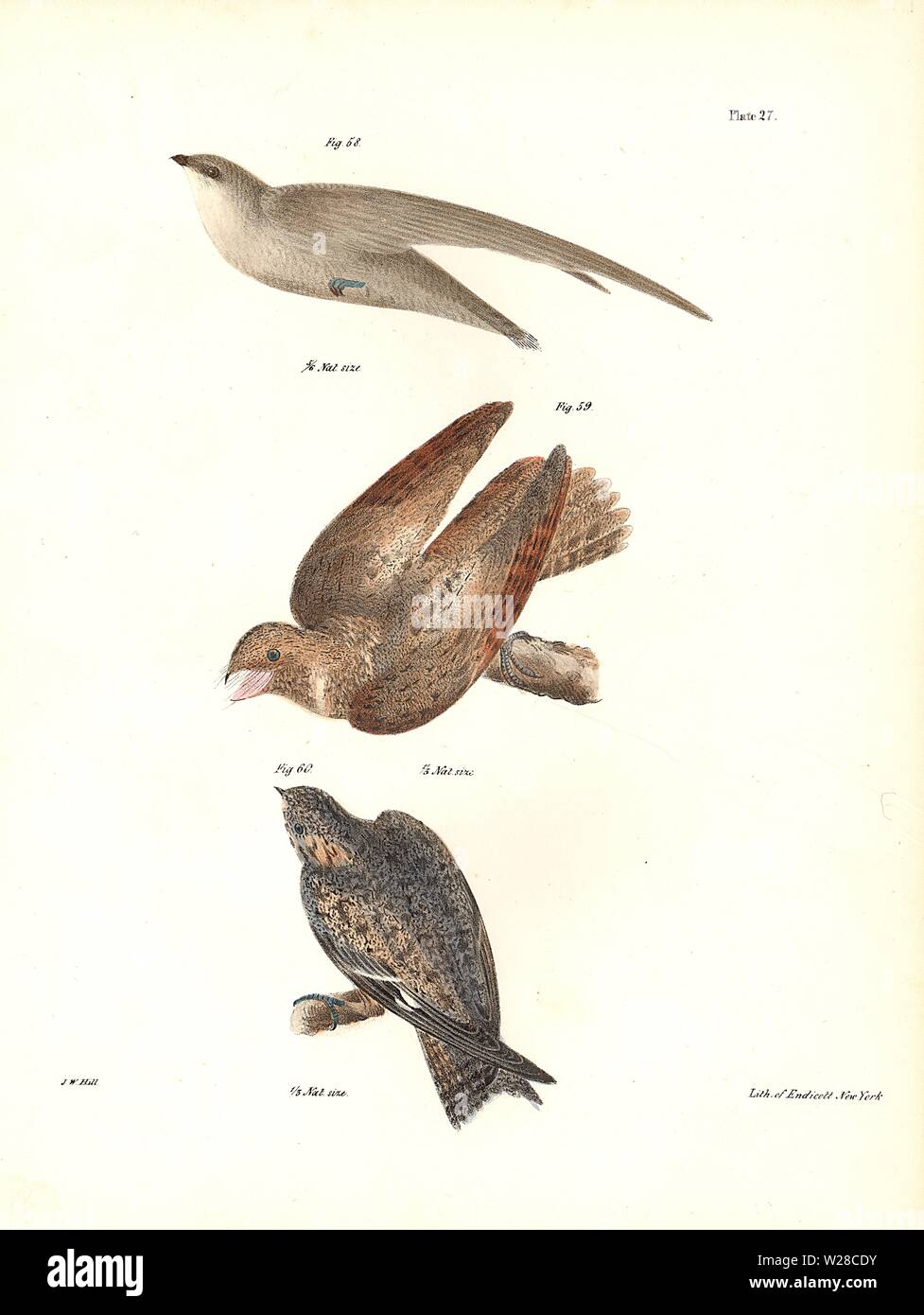 XXX - James De Kay, Birds of New York Stock Photo - Alamy