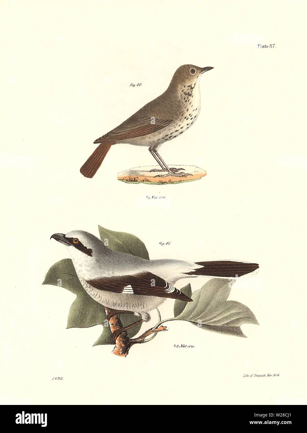 XXX - James De Kay, Birds of New York Stock Photo - Alamy