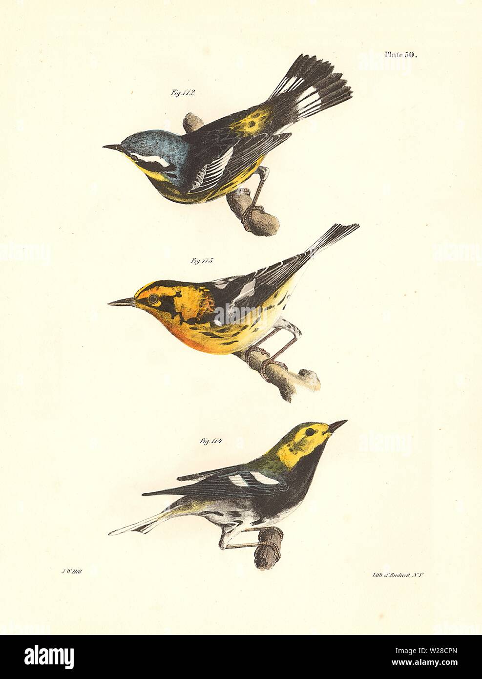 XXX - James De Kay, Birds of New York Stock Photo - Alamy