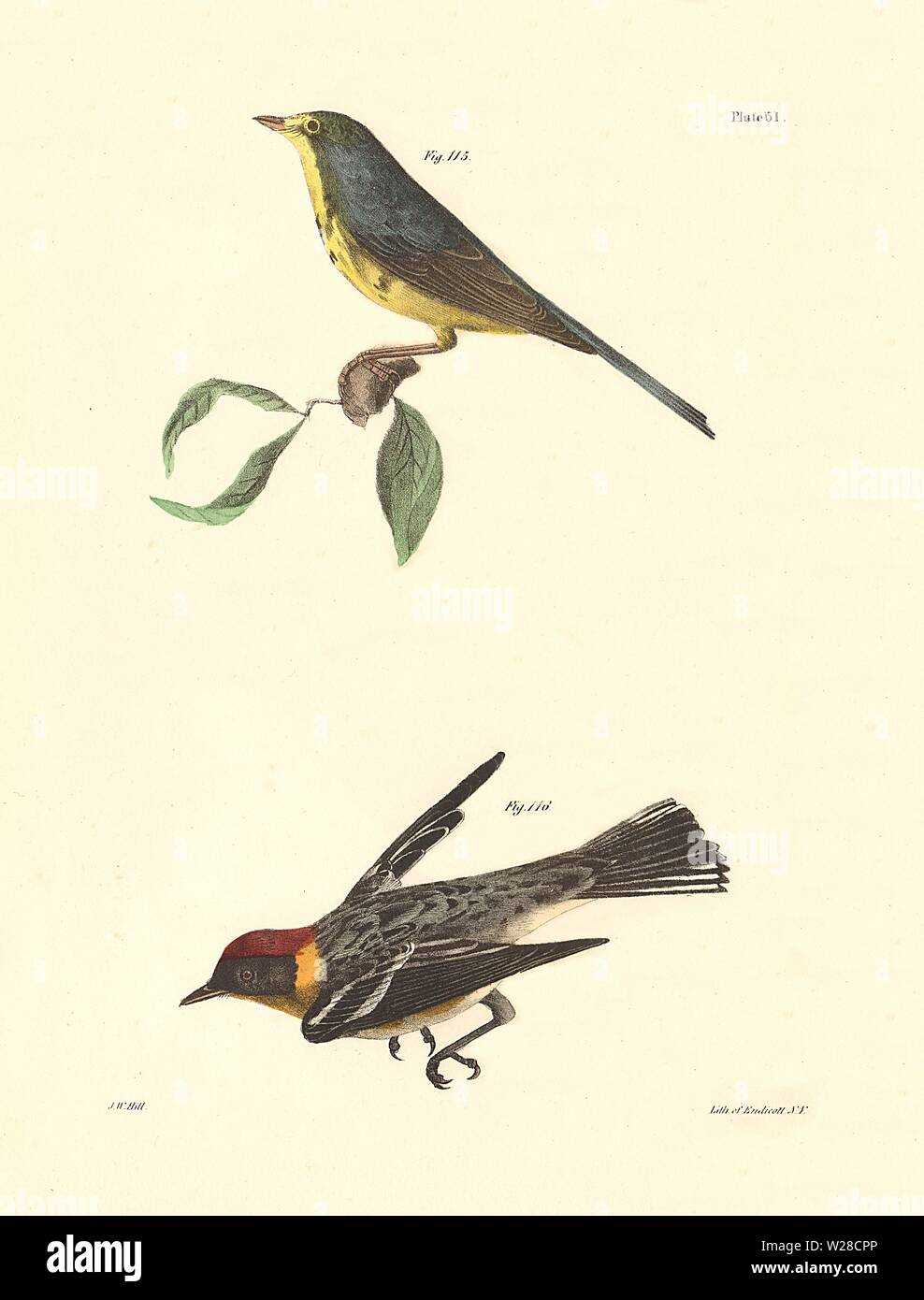 XXX - James De Kay, Birds of New York Stock Photo - Alamy