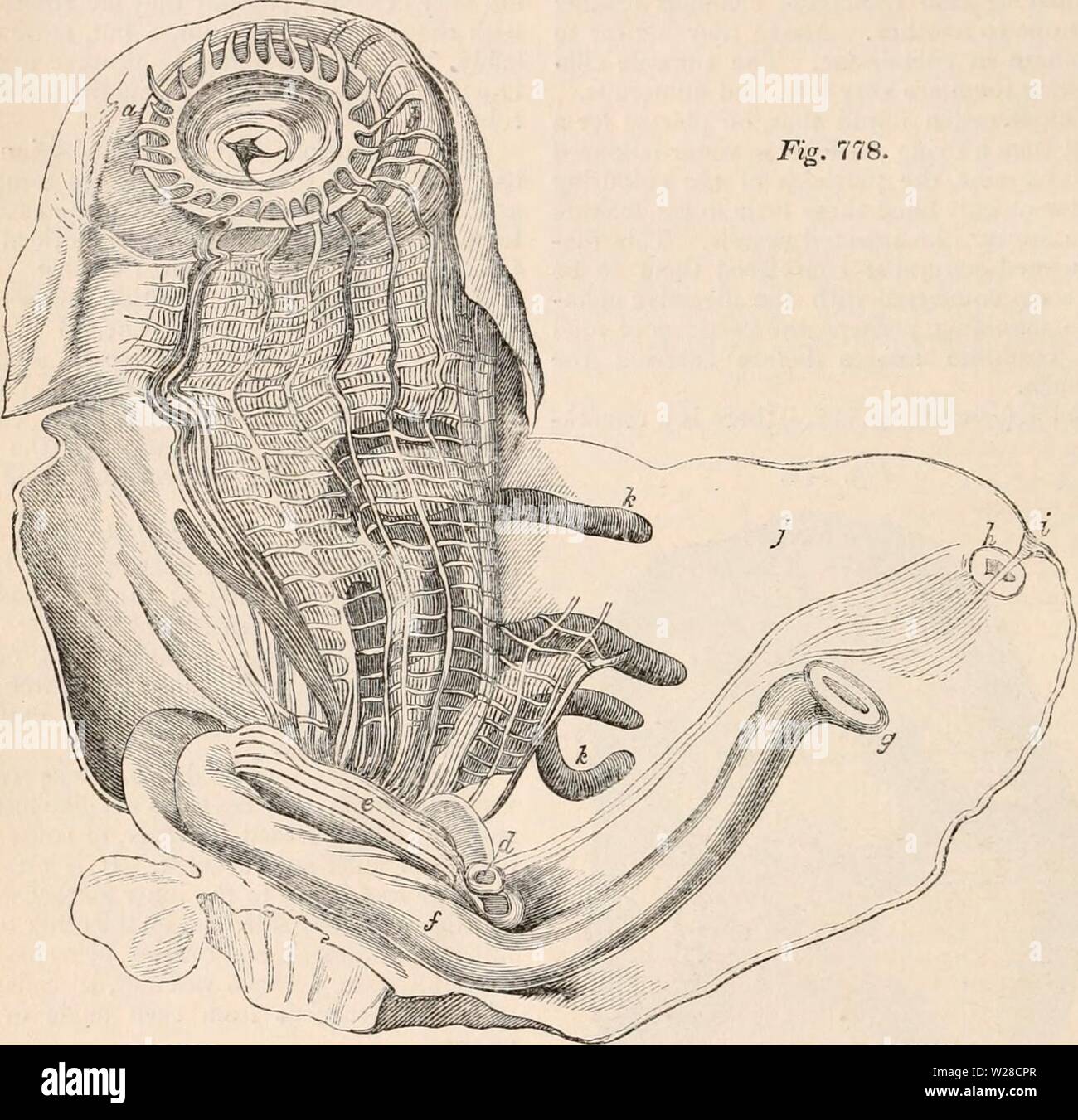 Archive image from page 419 of The cyclopædia of anatomy and Stock ...