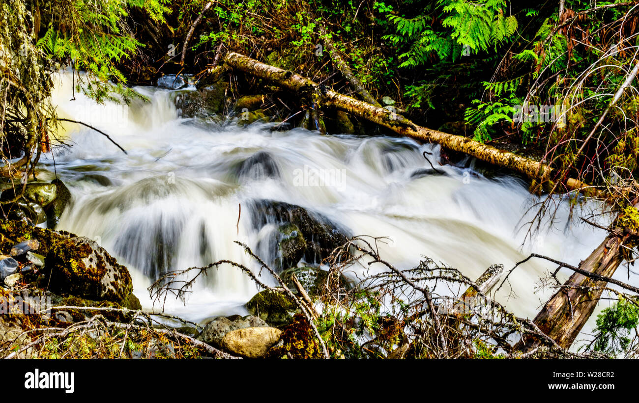 Spring snow melt tumbling over Logs and Boulders on Mcgillivray Creek ...