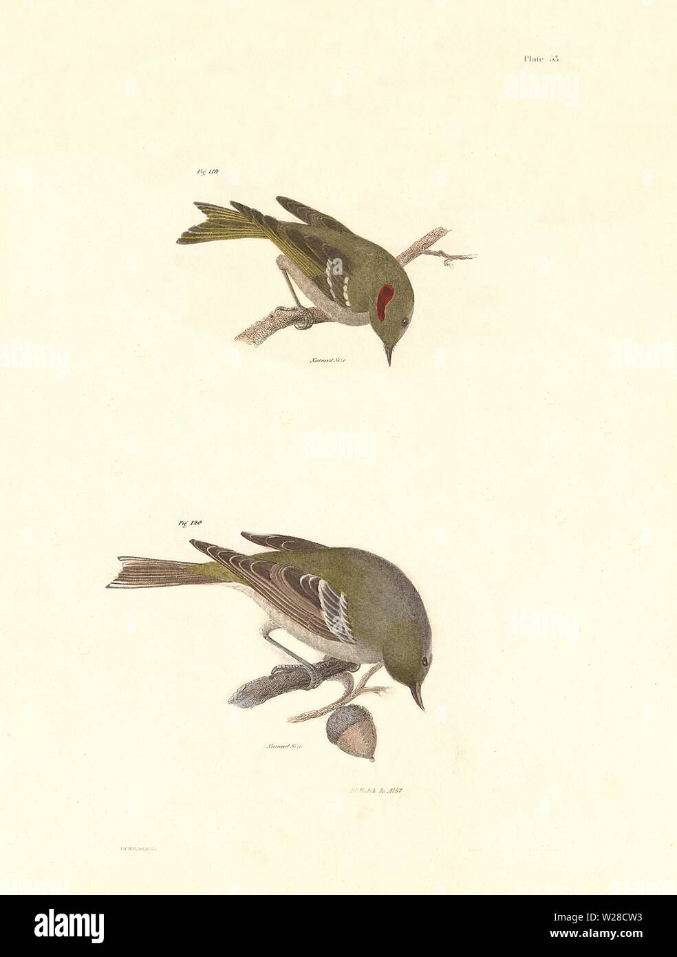 XXX - James De Kay, Birds of New York Stock Photo - Alamy