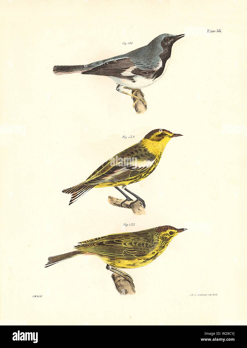 XXX - James De Kay, Birds of New York Stock Photo - Alamy