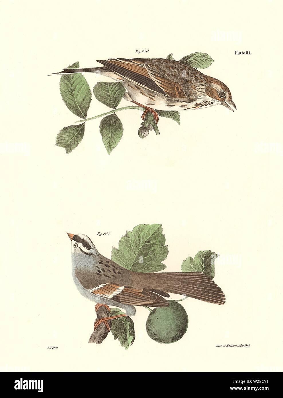 XXX - James De Kay, Birds of New York Stock Photo - Alamy